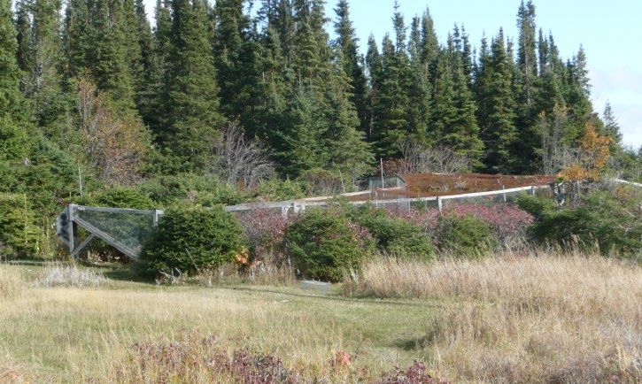 The Canadian Migration Monitoring Network - Le Réseau canadien de ...